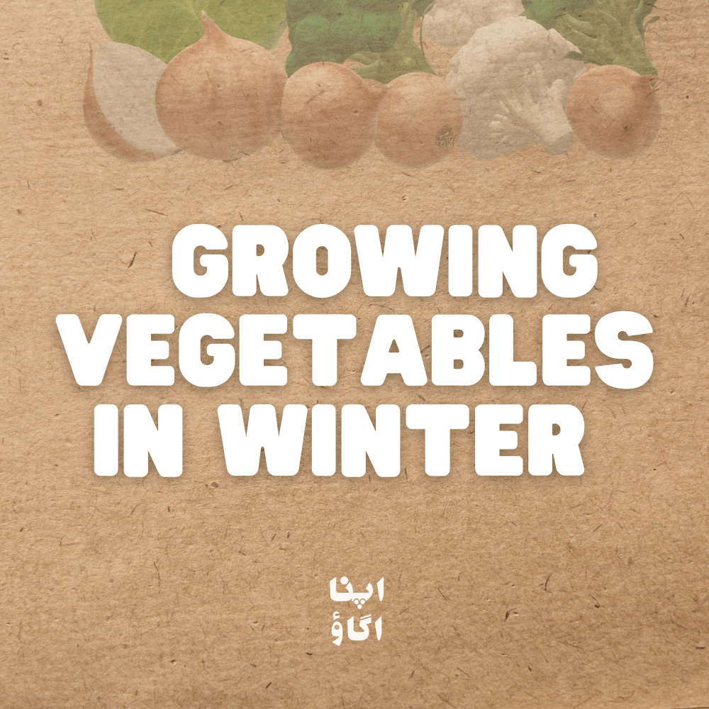 Winter Vegetable Gardening Guide for Beginners