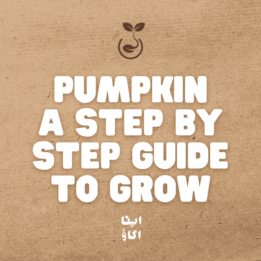 How to Grow Pumpkin in Pakistan –a Step-by-Step Guide