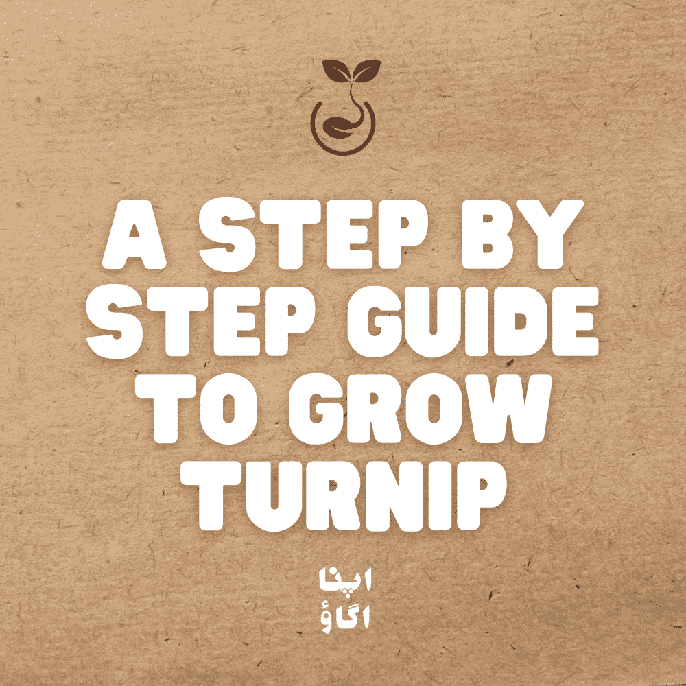 How to Grow Turnip (Shaljam) in Pakistan – Home Gardening