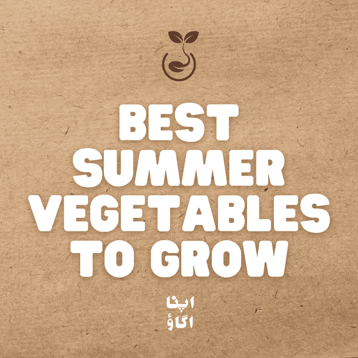 Top 10 Summer Vegetables You Should Never Miss in Pakistan