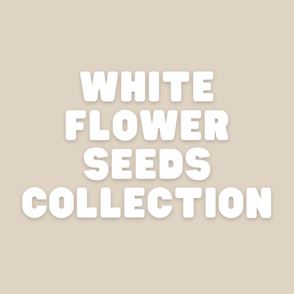 White Flower Seeds – Alyssum, Petunia, Cosmos & More