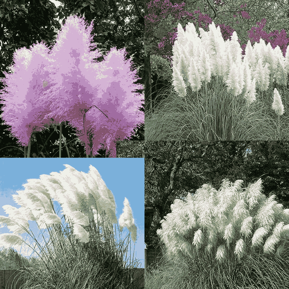 Pampas grass seeds available in Pakistan