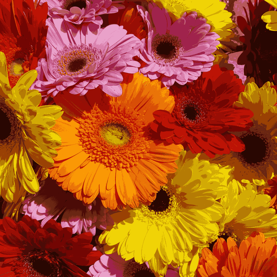 Gerbera Double Mix F1 Hybrid Seeds | Daisy Flowers Pakistan