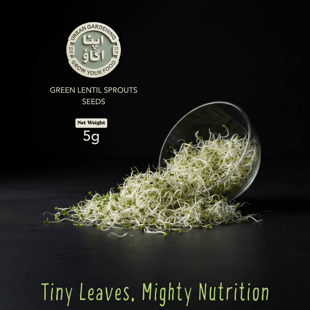 Green Lentil Sprout Seeds – Protein-Rich Microgreens for Home Growing
