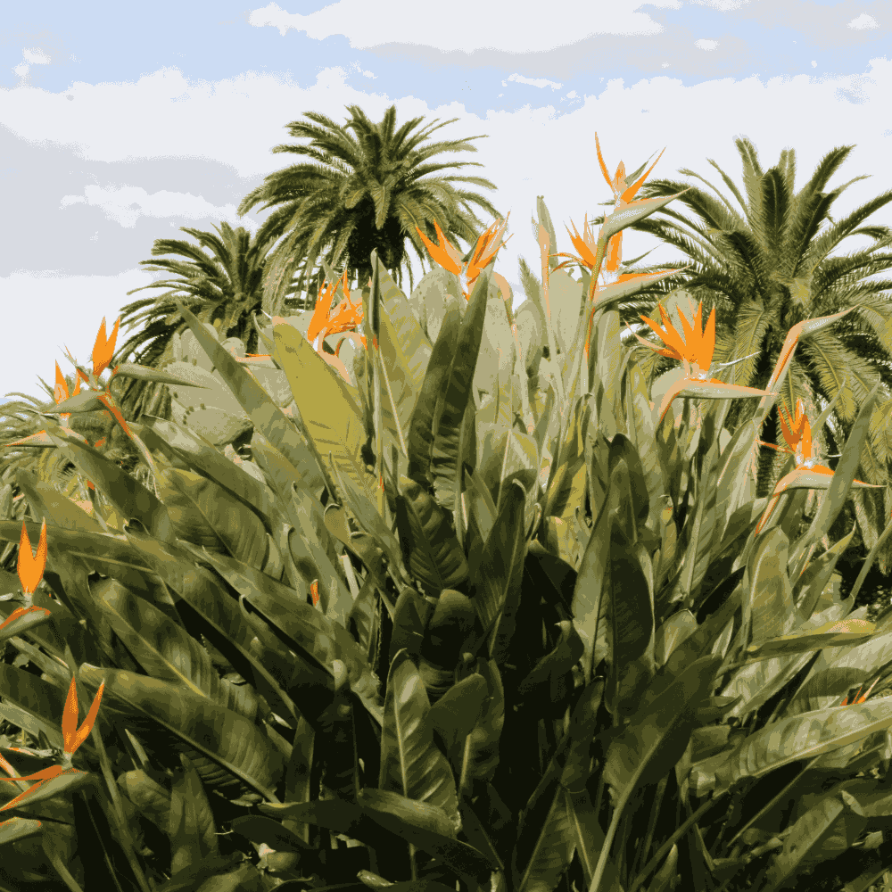 Strelitzia reginae Tree seeds - Online available in Pakistan – Apnaugao